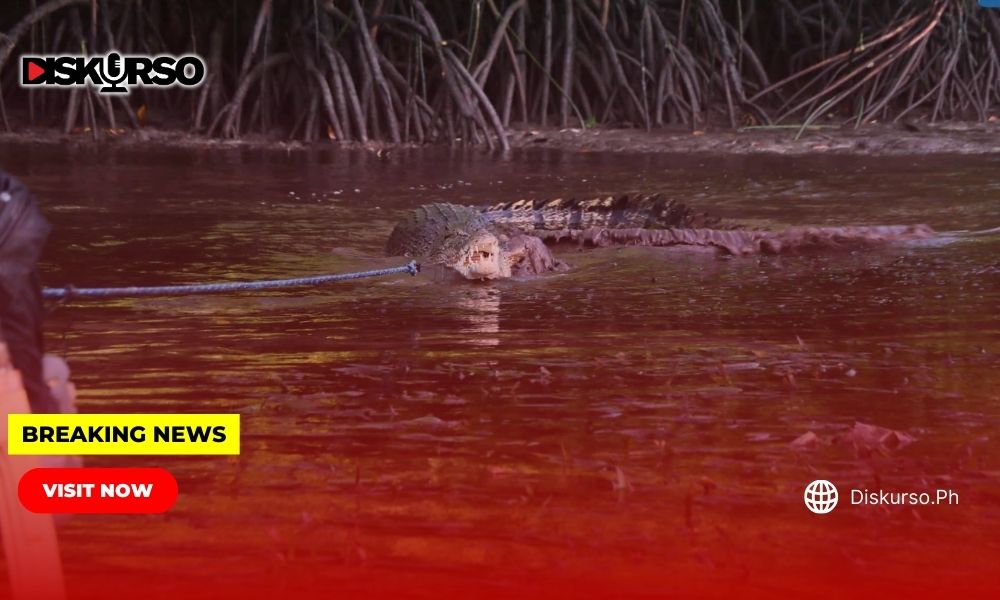 Giant crocodile captured in Balabac after allegedly attacking fisherman ...