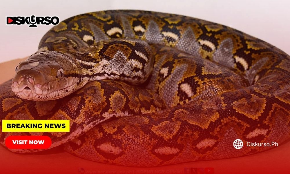 A python found inside the house in Valenzuela — Are wildlife encounters ...
