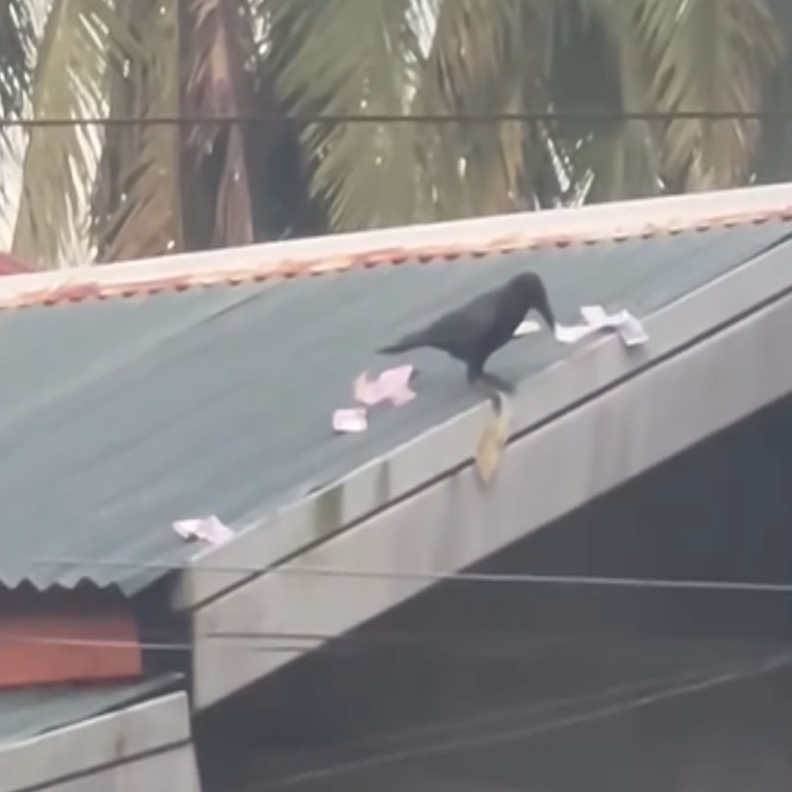 Crow steals spotlight and cash during bonus distribution in Capiz ...