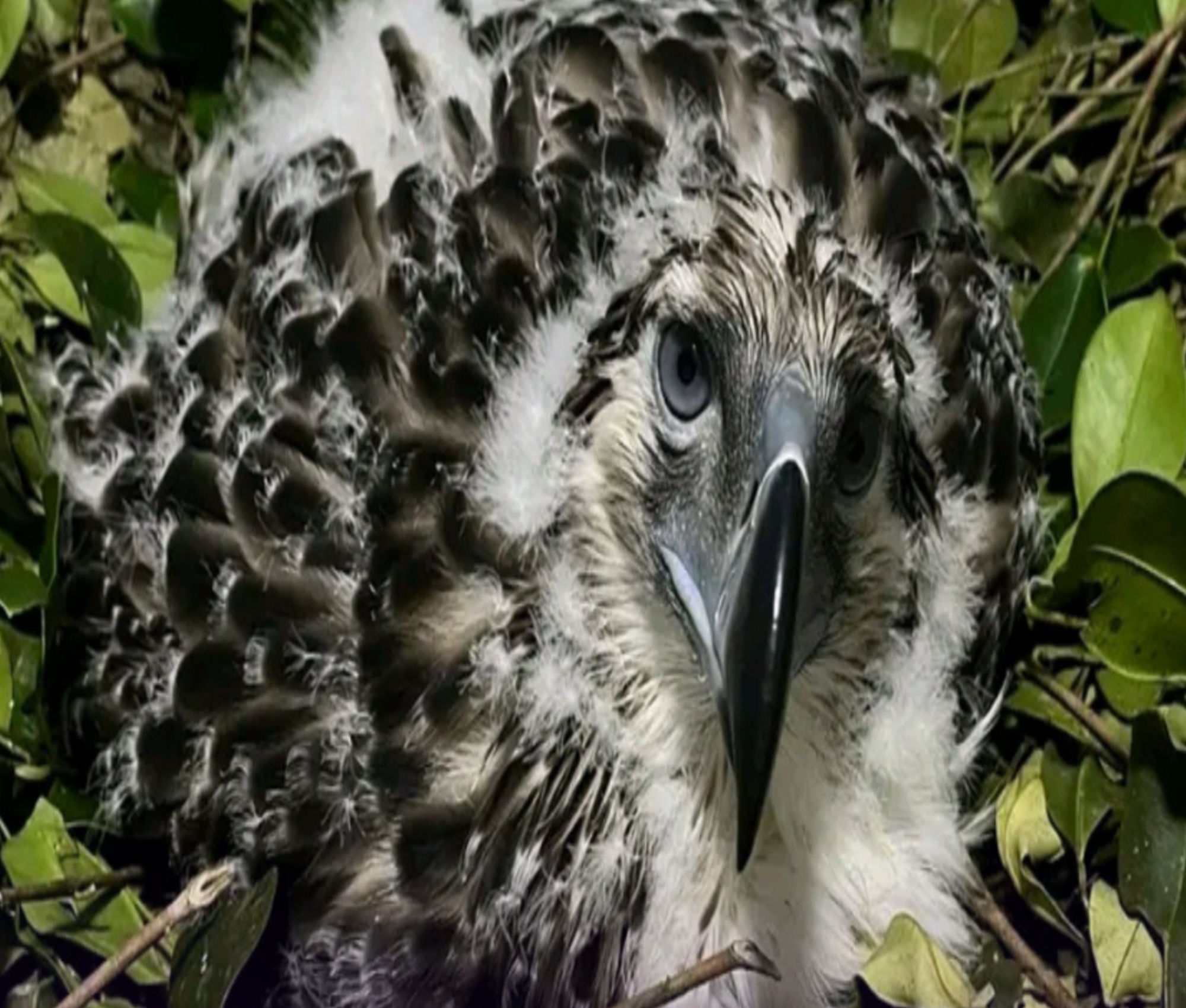 New Philippine eagle chick named ‘Bayani’ — A symbol of hope for ...