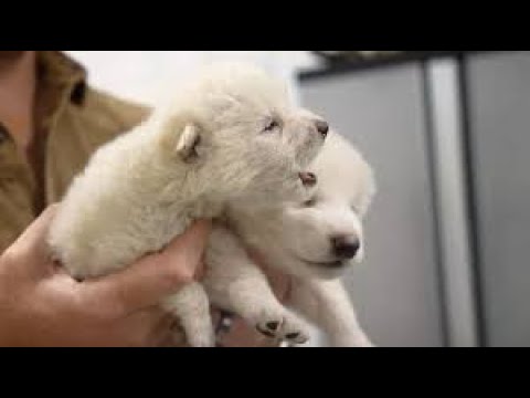 Biotech firm binuhay muli ang prehistoric dire wolves, pumukaw ng mga ...