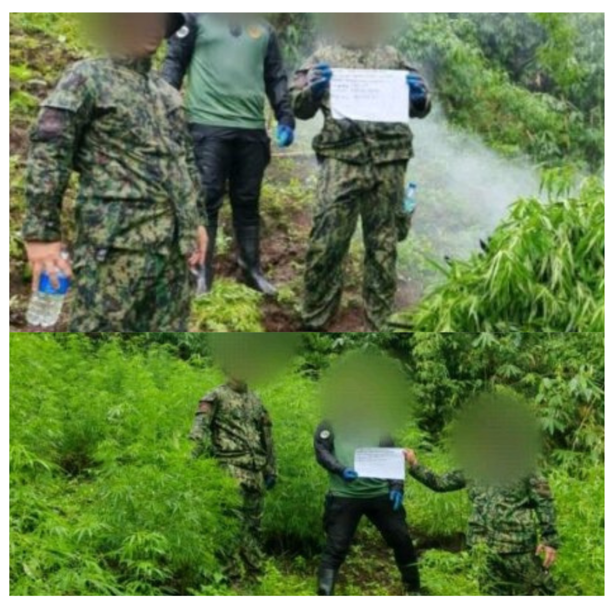 PDEA-Kalinga, nagsagawa ng malawakang Marijuana Eradication Campaign ...