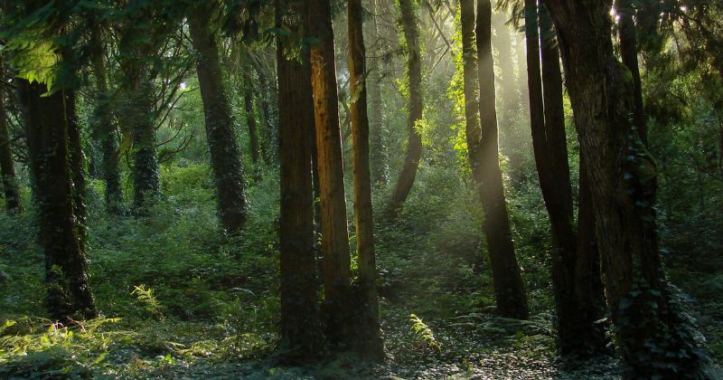 Masungi developer sa DENR: Itigil ang eviction, sumali sa diskusyon ...