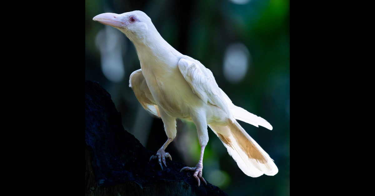 Pumuti na ang uwak! Viral ‘white crow’ spotted sa Misamis Oriental ...