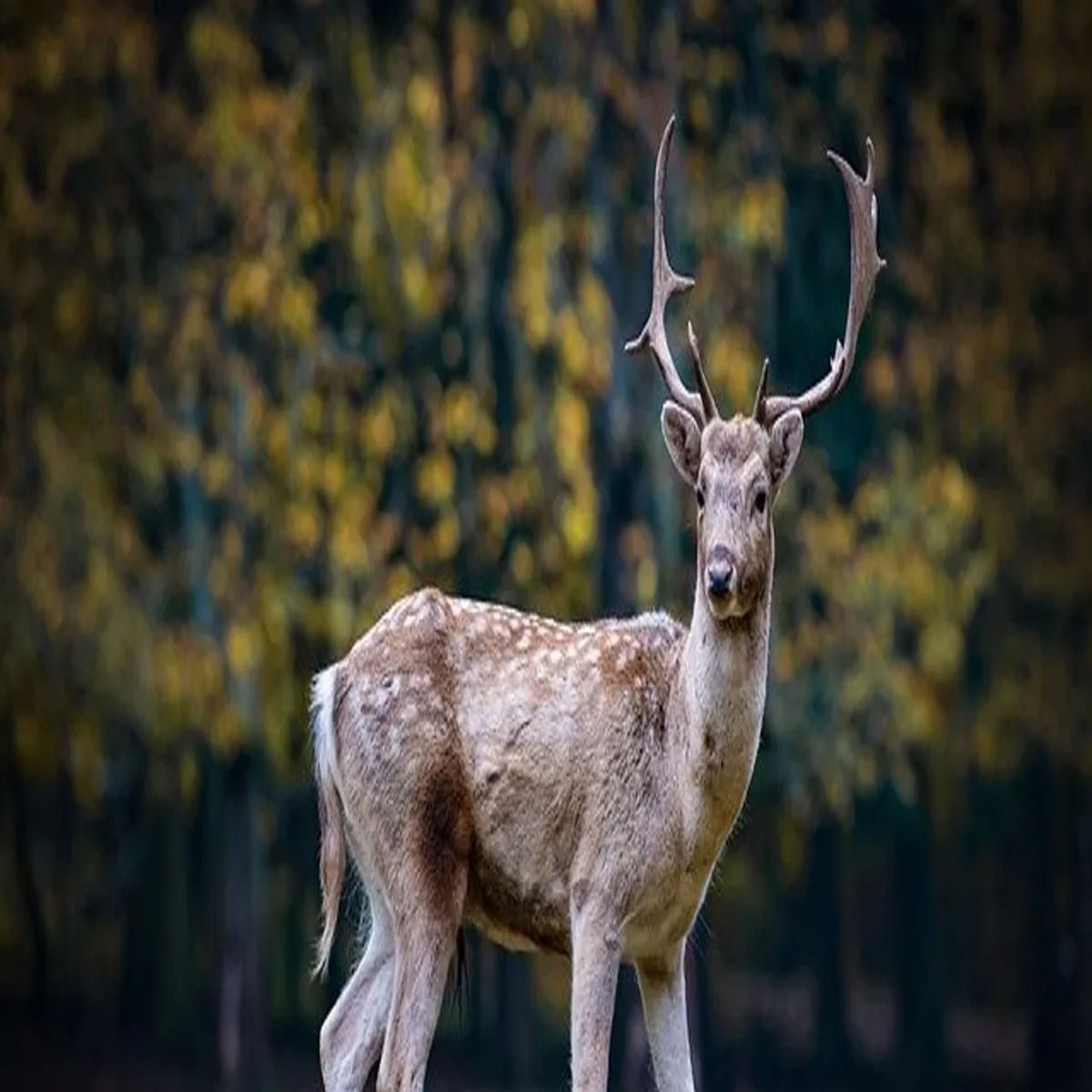 ‘Zombie deer disease’, posibleng magdulot ng panganib sa tao — mga ...